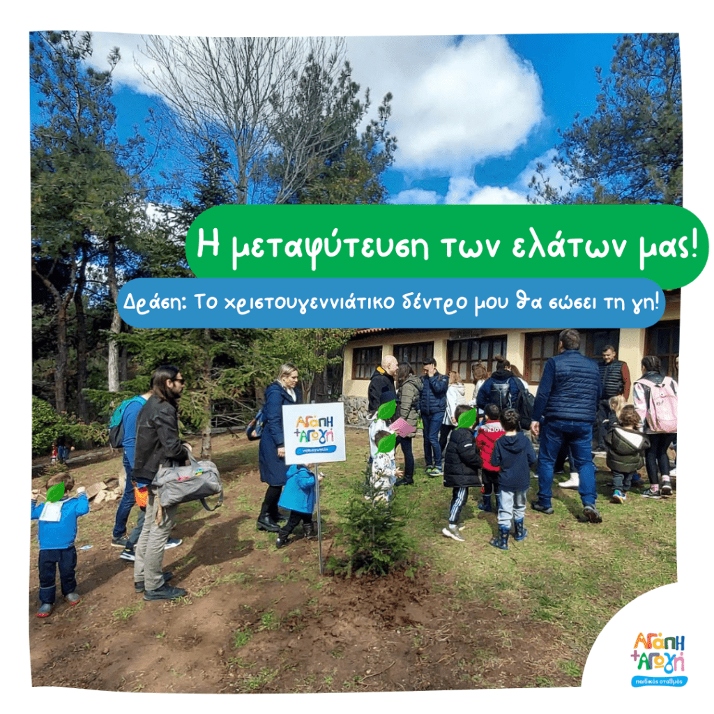 Μεταφύτευση ελάτων μέσω της δράσης "Το χριστουγεννιάτικο δέντρο μου θα ...